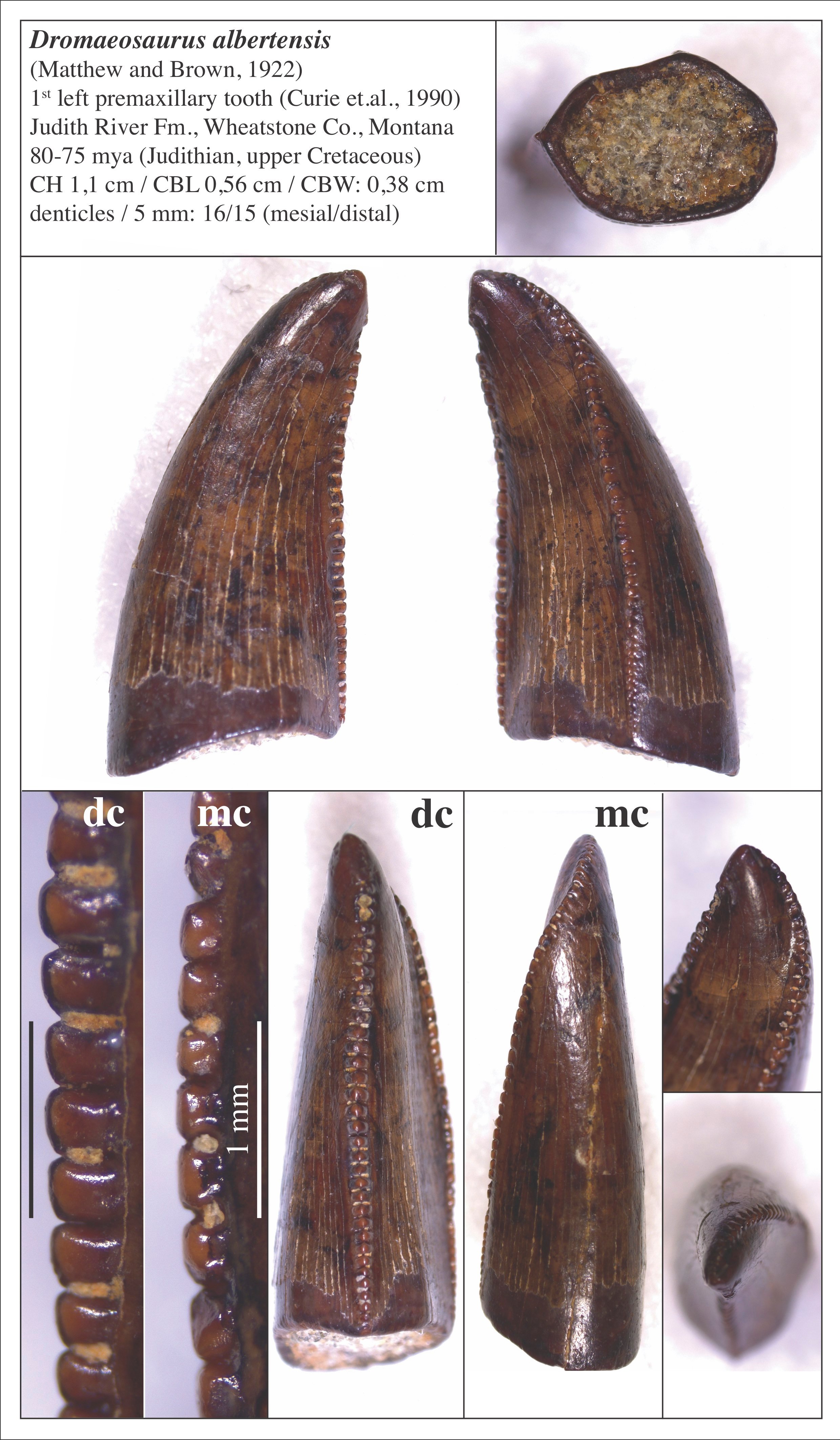A collection of Dromaeosauridae teeth - Member Collections - The Fossil ...
