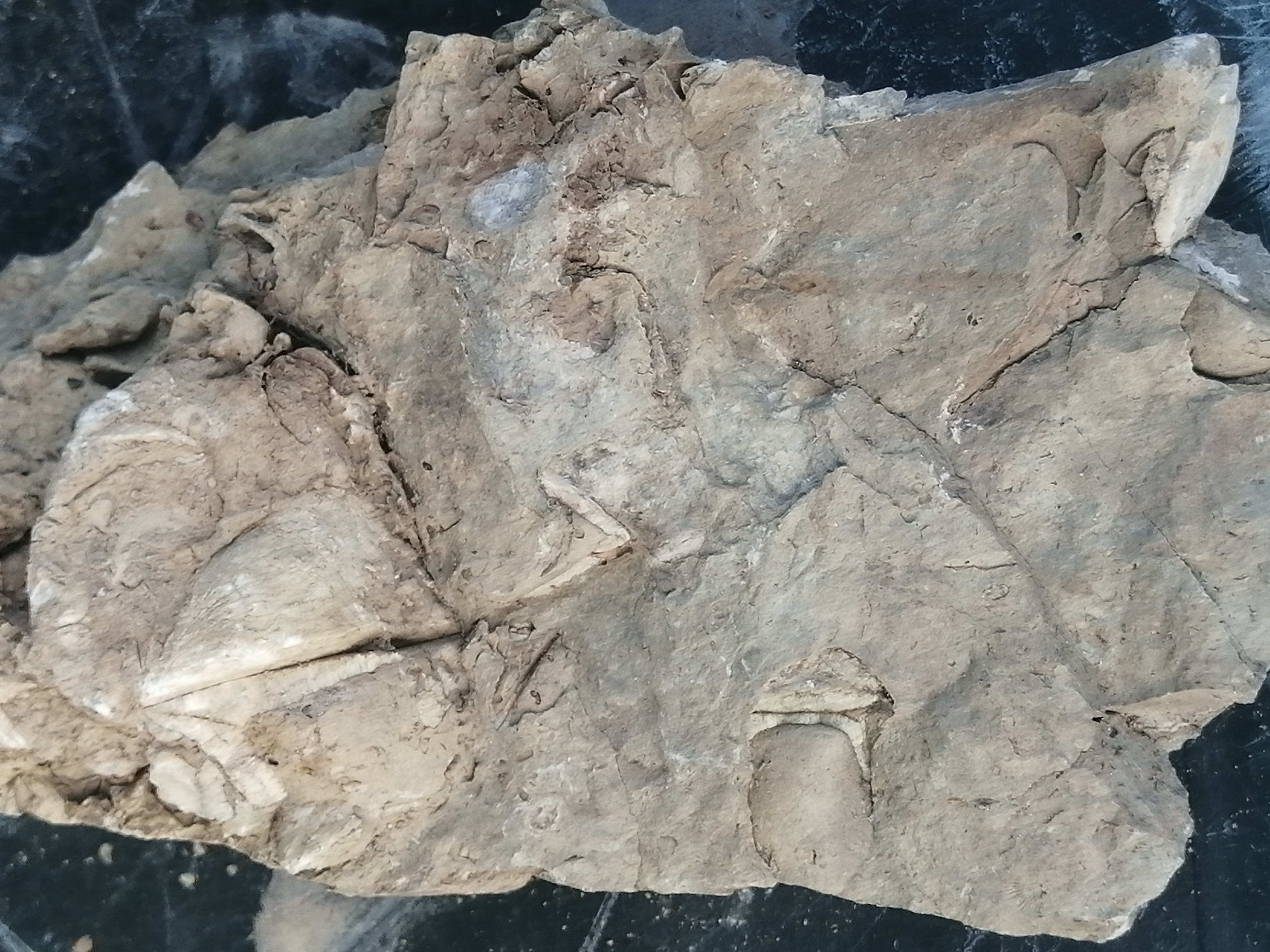 Fossils from late ordovicium - Fossil Hunting Trips - The Fossil Forum