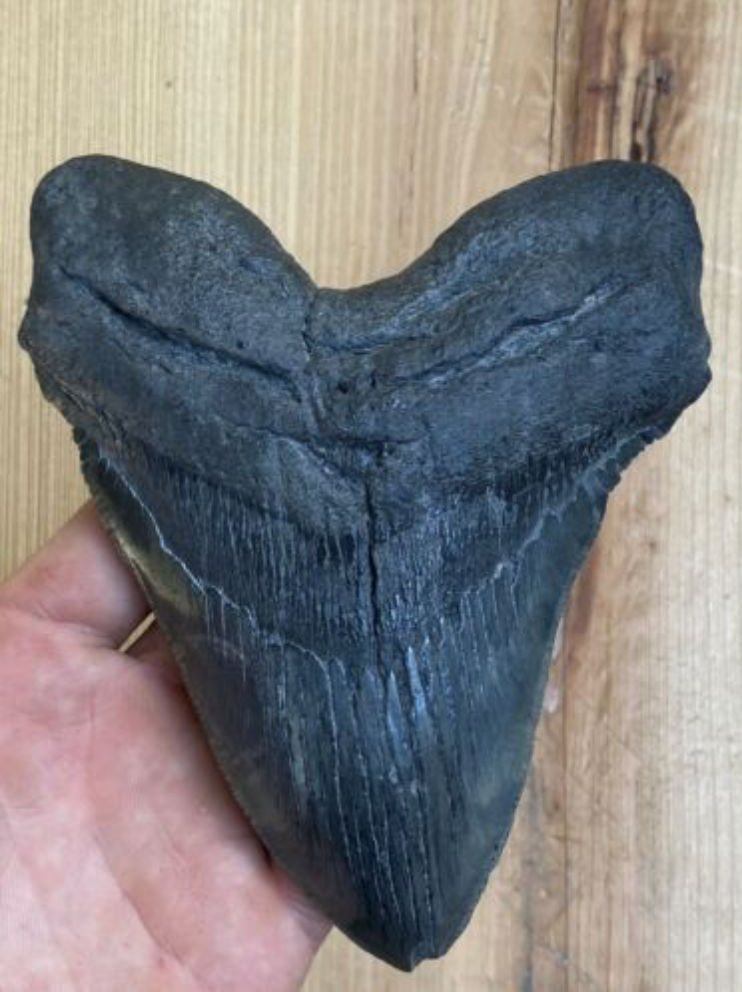 Real Meg Tooth? - Is It Real? How to Recognize Fossil Fabrications ...