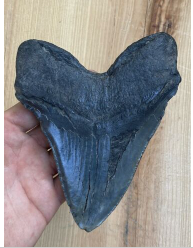 Real Meg Tooth? - Is It Real? How to Recognize Fossil Fabrications ...