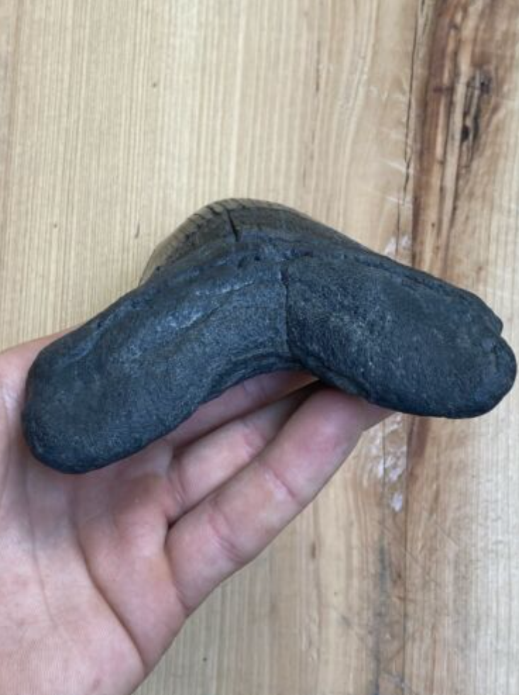 Real Meg Tooth? - Is It Real? How to Recognize Fossil Fabrications ...