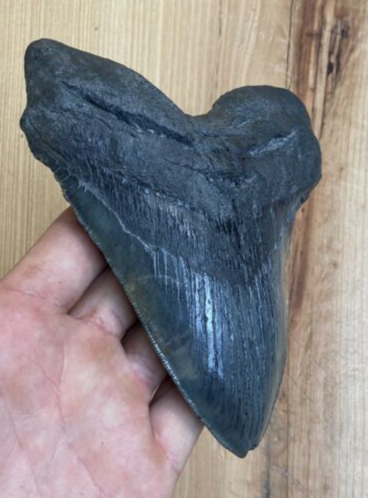 Real Meg Tooth? - Is It Real? How to Recognize Fossil Fabrications ...