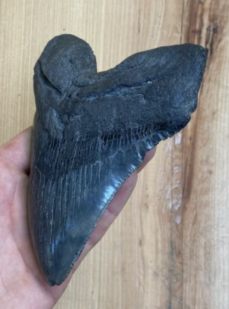 Real Meg Tooth? - Is It Real? How to Recognize Fossil Fabrications ...