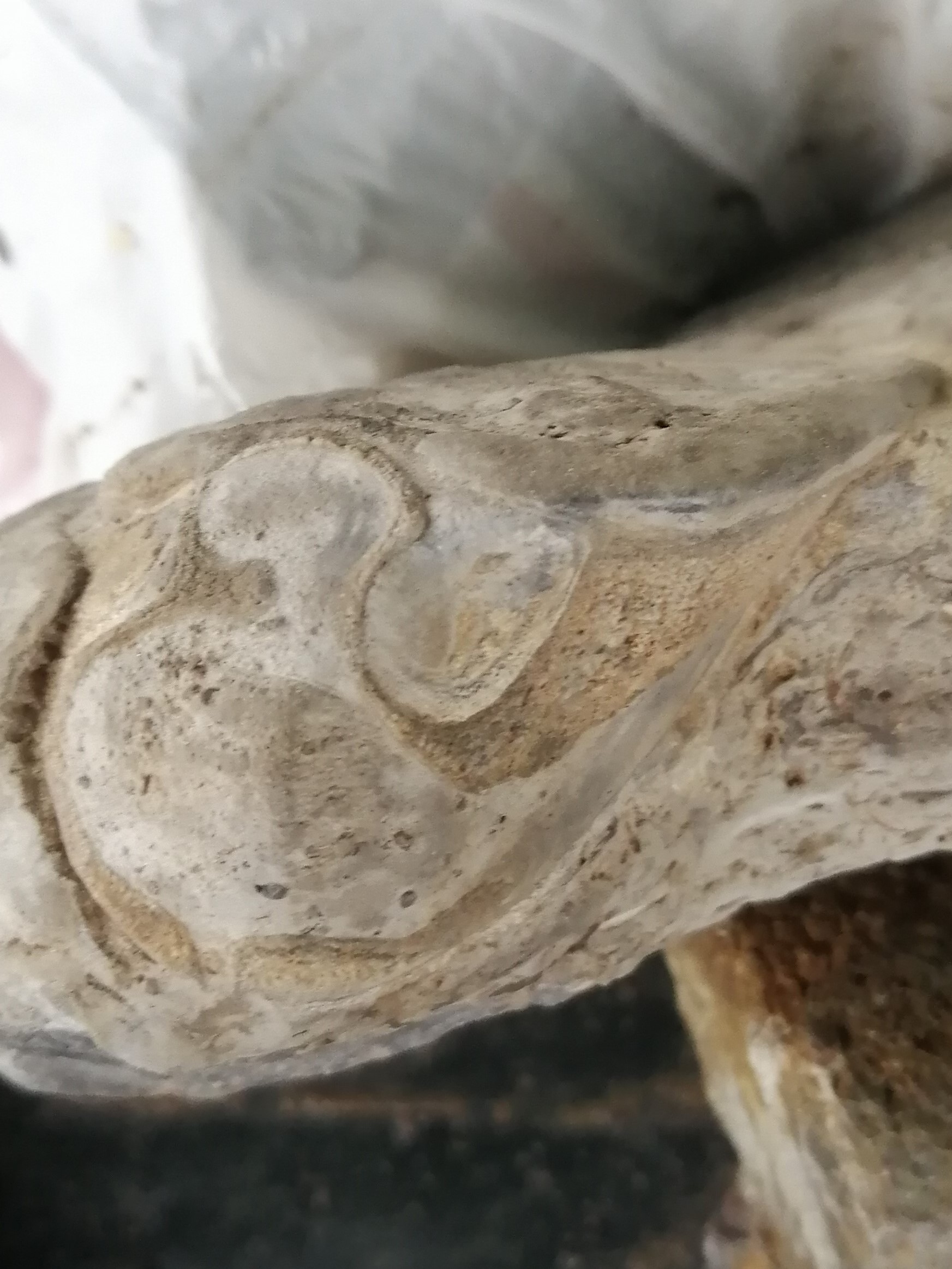 Fossils from late ordovicium - Fossil Hunting Trips - The Fossil Forum