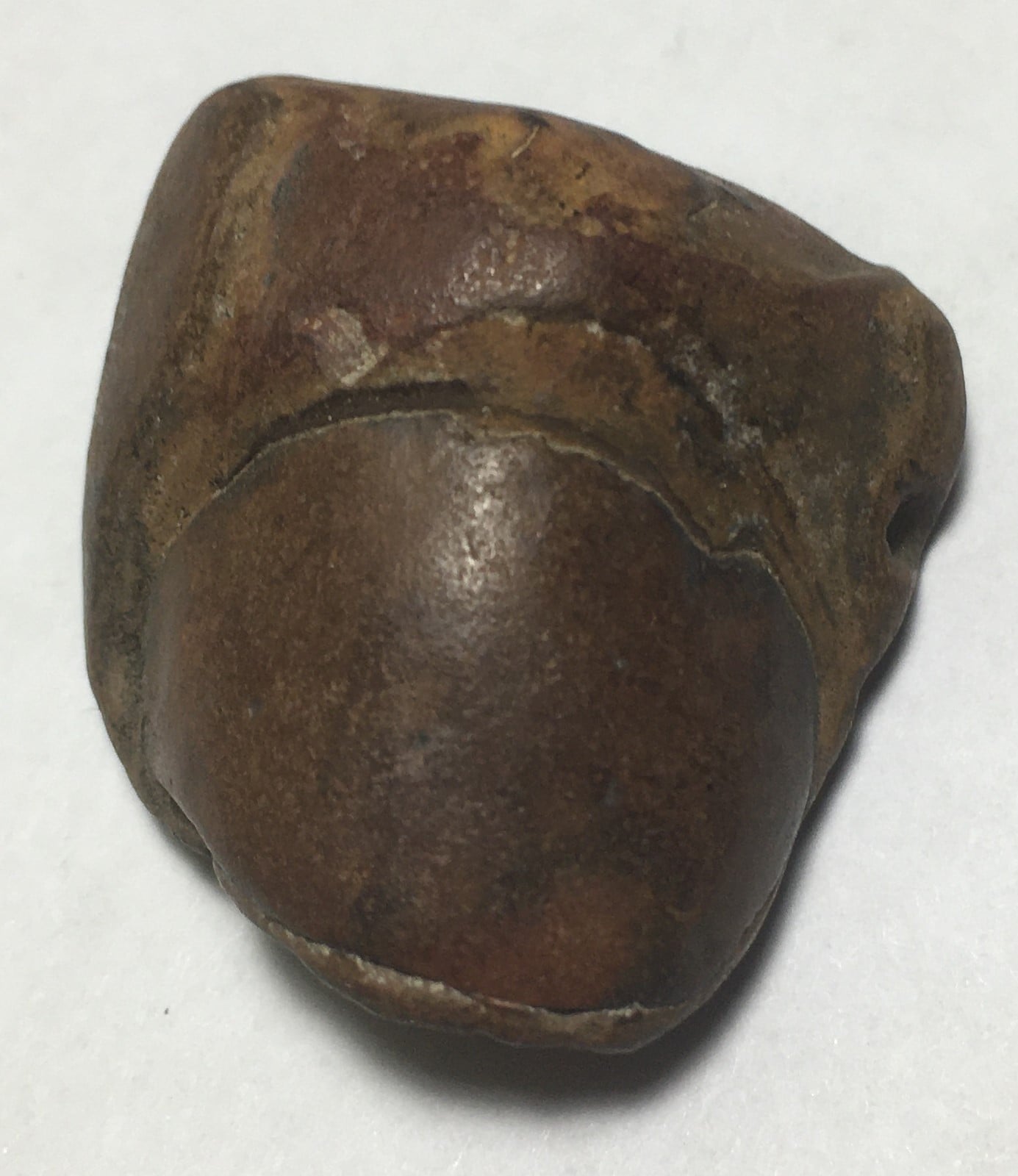 Rock or petrified toe??? - Fossil ID - The Fossil Forum