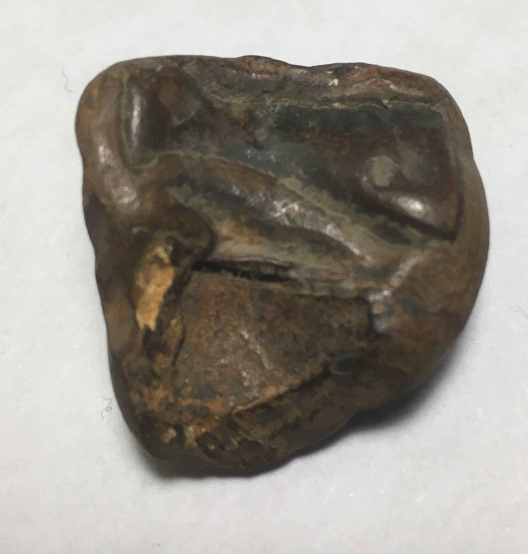 Rock or petrified toe??? - Fossil ID - The Fossil Forum