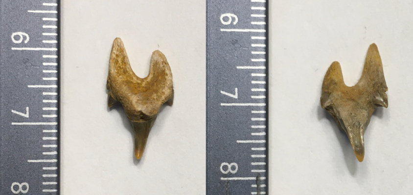 Cretaceous shark teeth IDs #1 - Fossil ID - The Fossil Forum