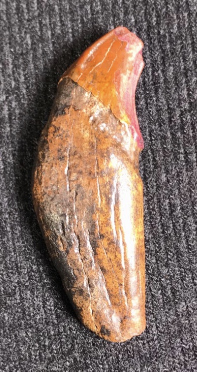 Spectacled (?) Bear tooth - Is It Real? How to Recognize Fossil ...