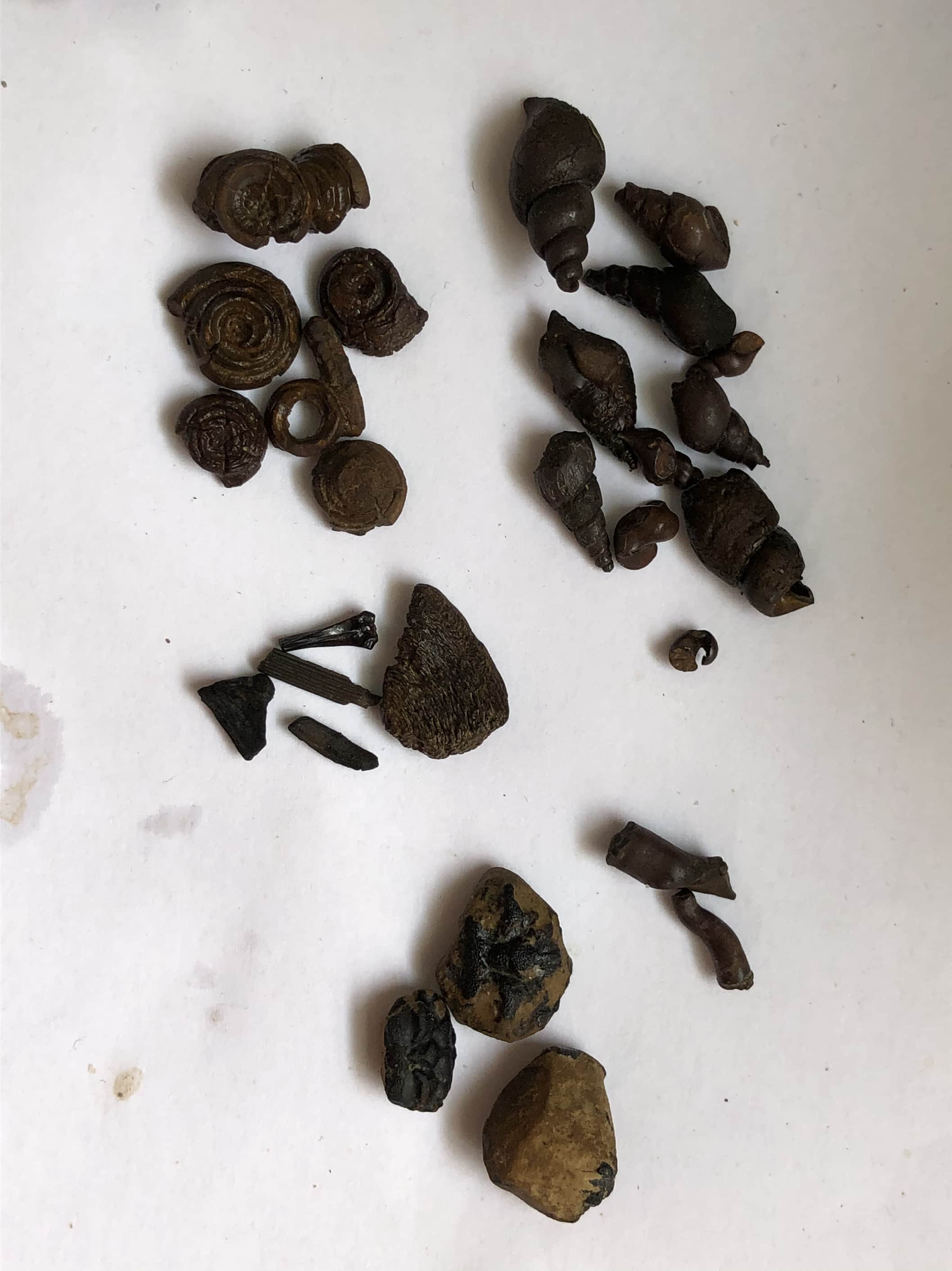 Burnham on crouch hunt - Fossil Hunting Trips - The Fossil Forum