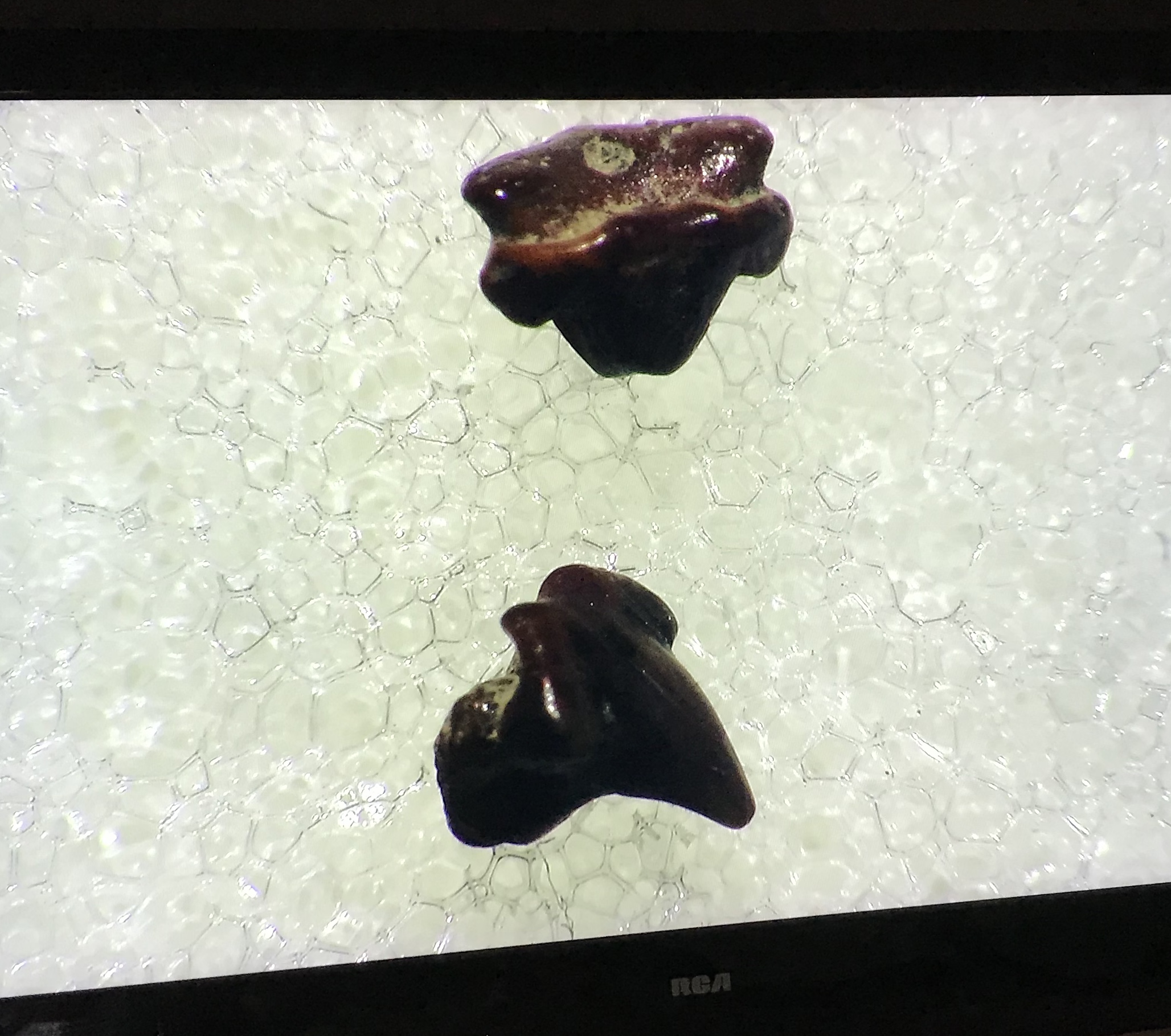 Cretaceous Orectolobiformes from Texas - Fossil ID - The Fossil Forum