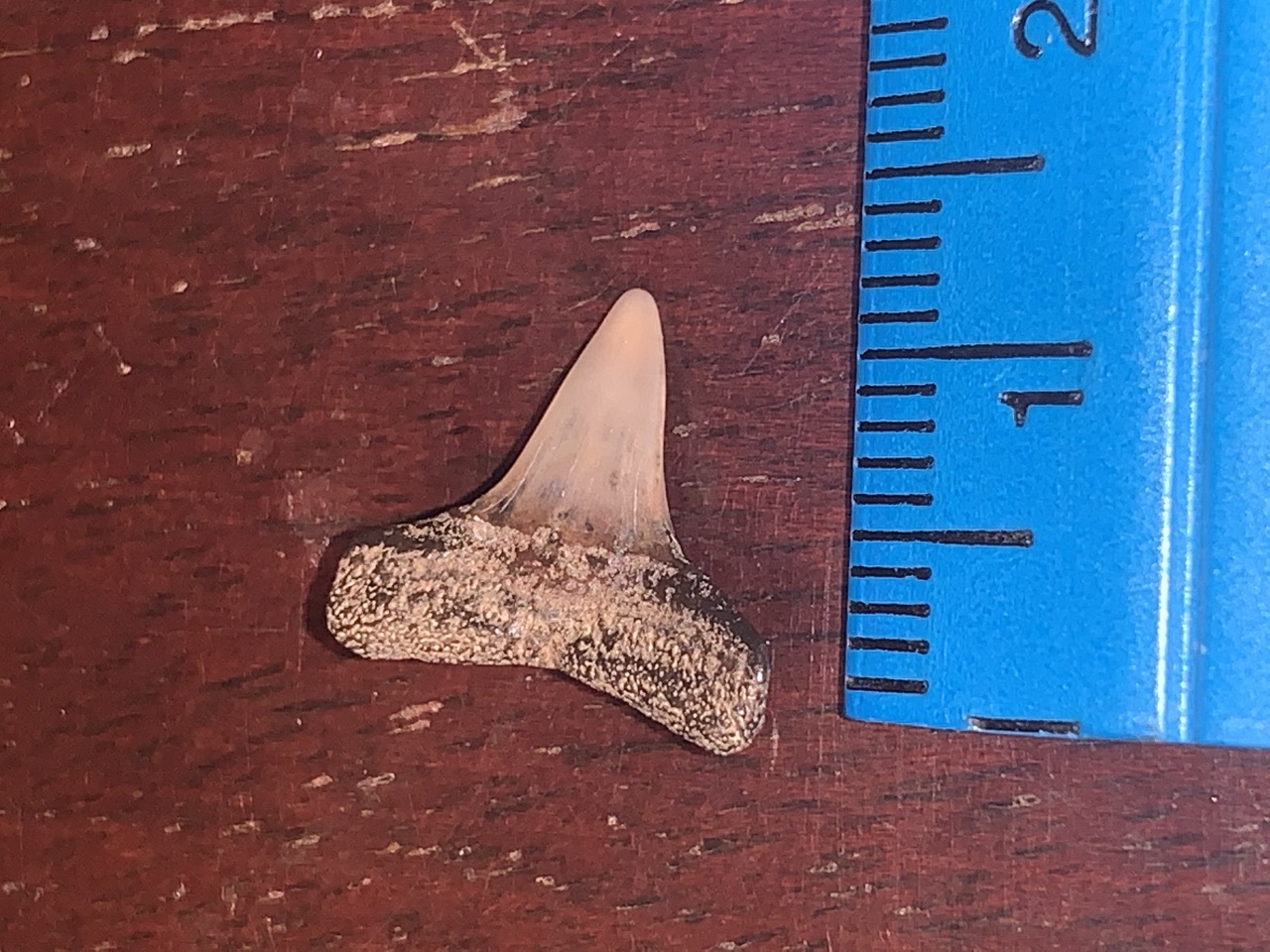 Lemon shark? - Fossil ID - The Fossil Forum