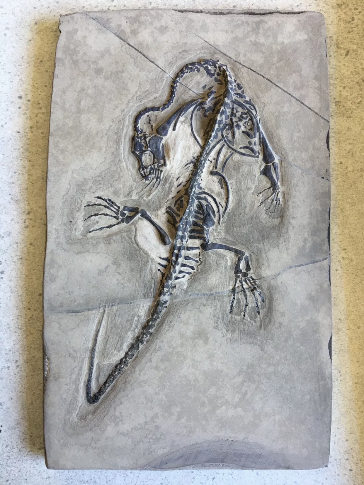 Genuine or Fake Keichousaurus Fossil Plate - Is It Real? How to ...
