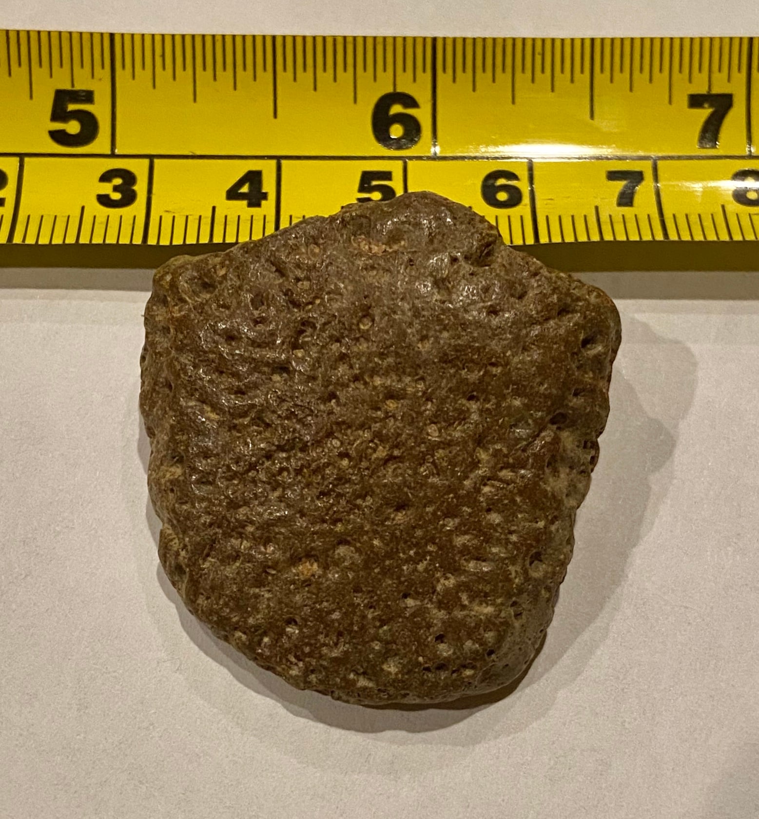Osteoderm - Fossil ID - The Fossil Forum
