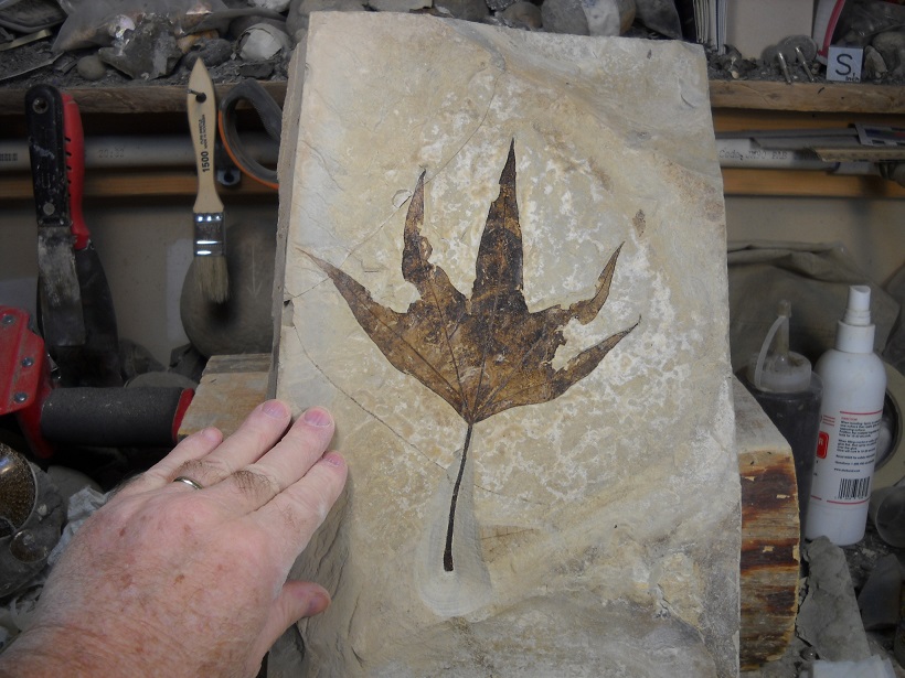 Fossil plants of Green River Formation - Fossil Preparation - The ...