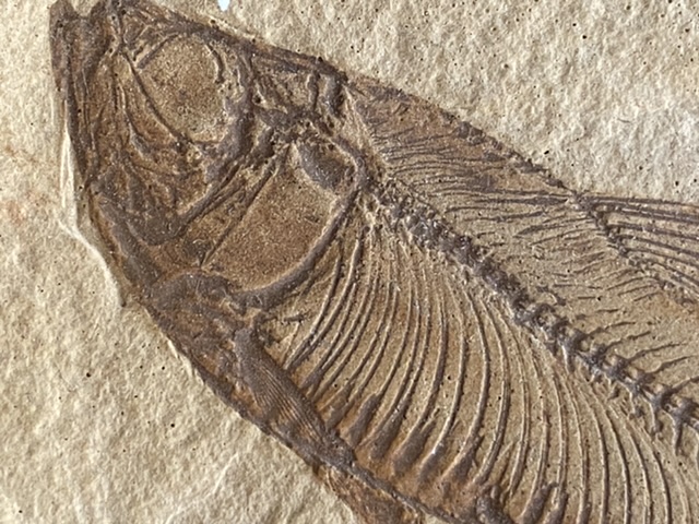 Real or fake? rare fish from the US Eocene. - Is It Real? How to ...