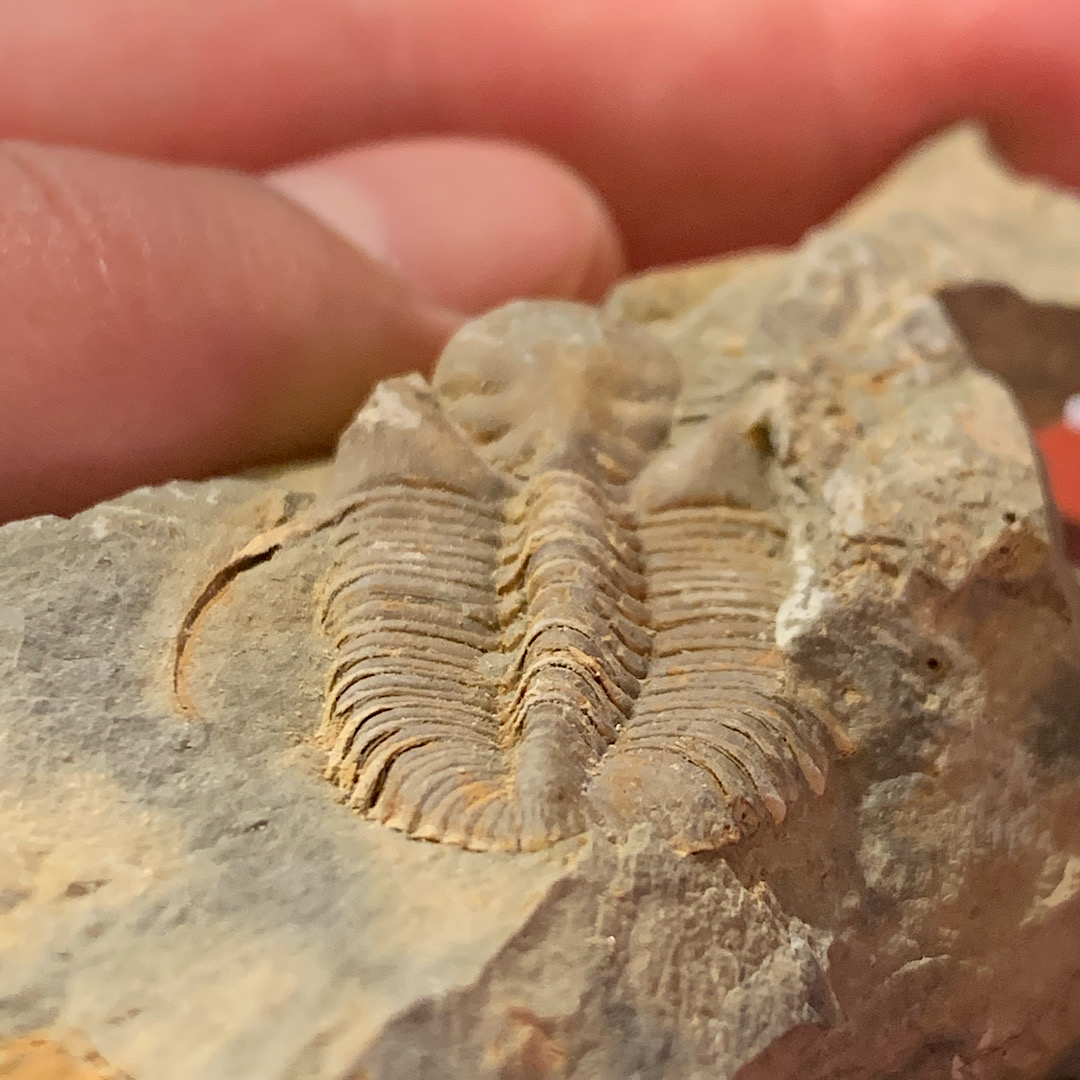 Help identifying mid Devonian trilobite species - Partners in ...