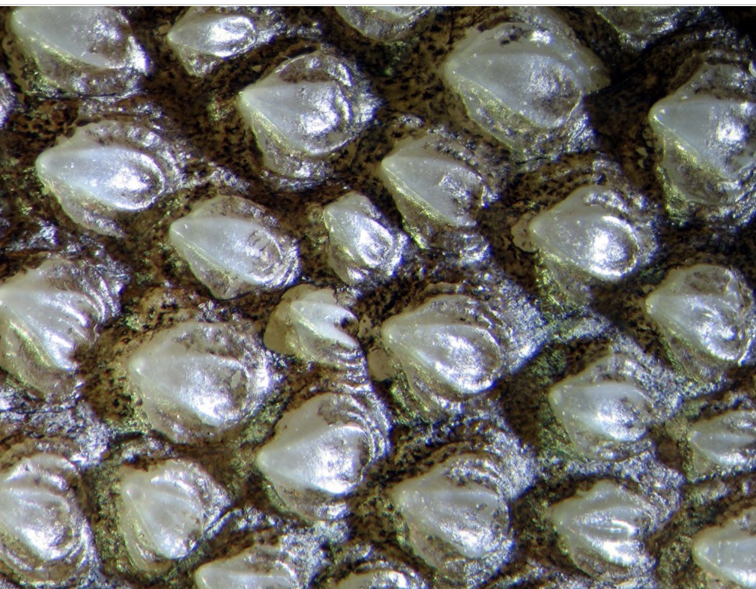 Tooth/Scale? - Fossil ID - The Fossil Forum
