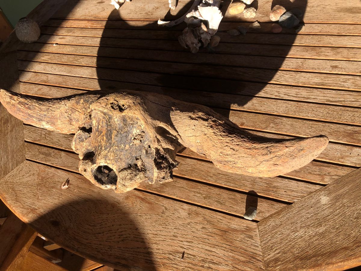 Buffalo? Bison? Bull? New? Old? - Fossil ID - The Fossil Forum