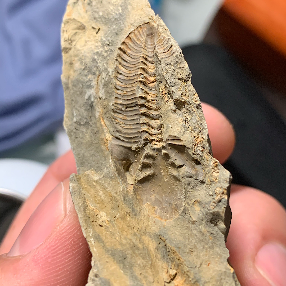 Help identifying mid Devonian trilobite species - Partners in ...