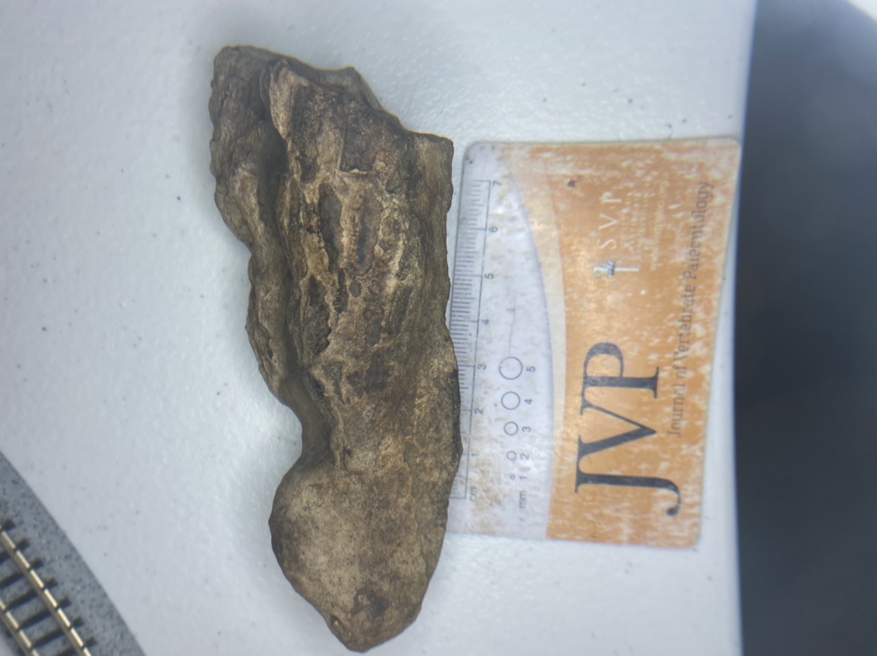 Caseodus shark jaw - Fossil ID - The Fossil Forum