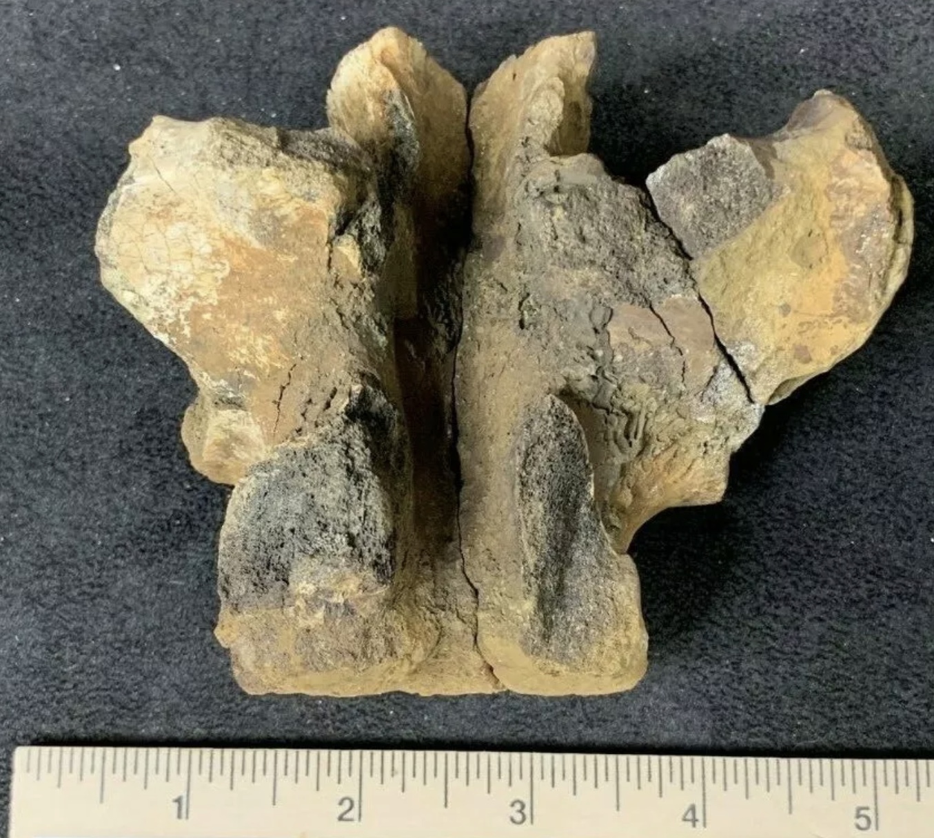 Dinosaur fossil - Is It Real? How to Recognize Fossil Fabrications ...