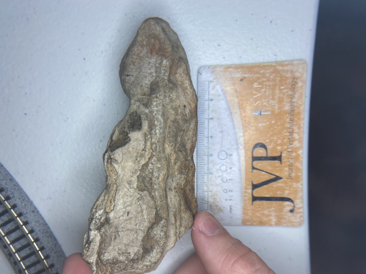 Caseodus shark jaw - Fossil ID - The Fossil Forum