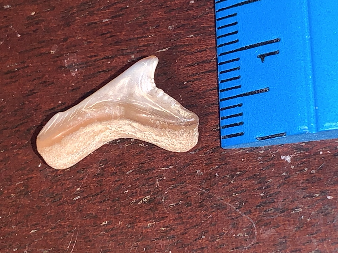 Tiger teeth - Fossil ID - The Fossil Forum