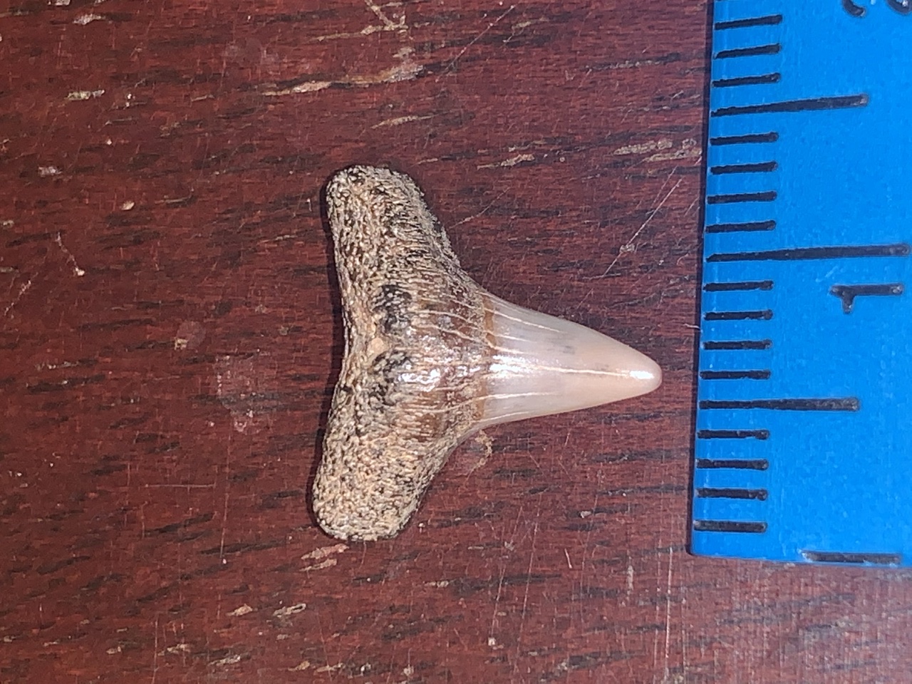 Lemon shark? - Fossil ID - The Fossil Forum