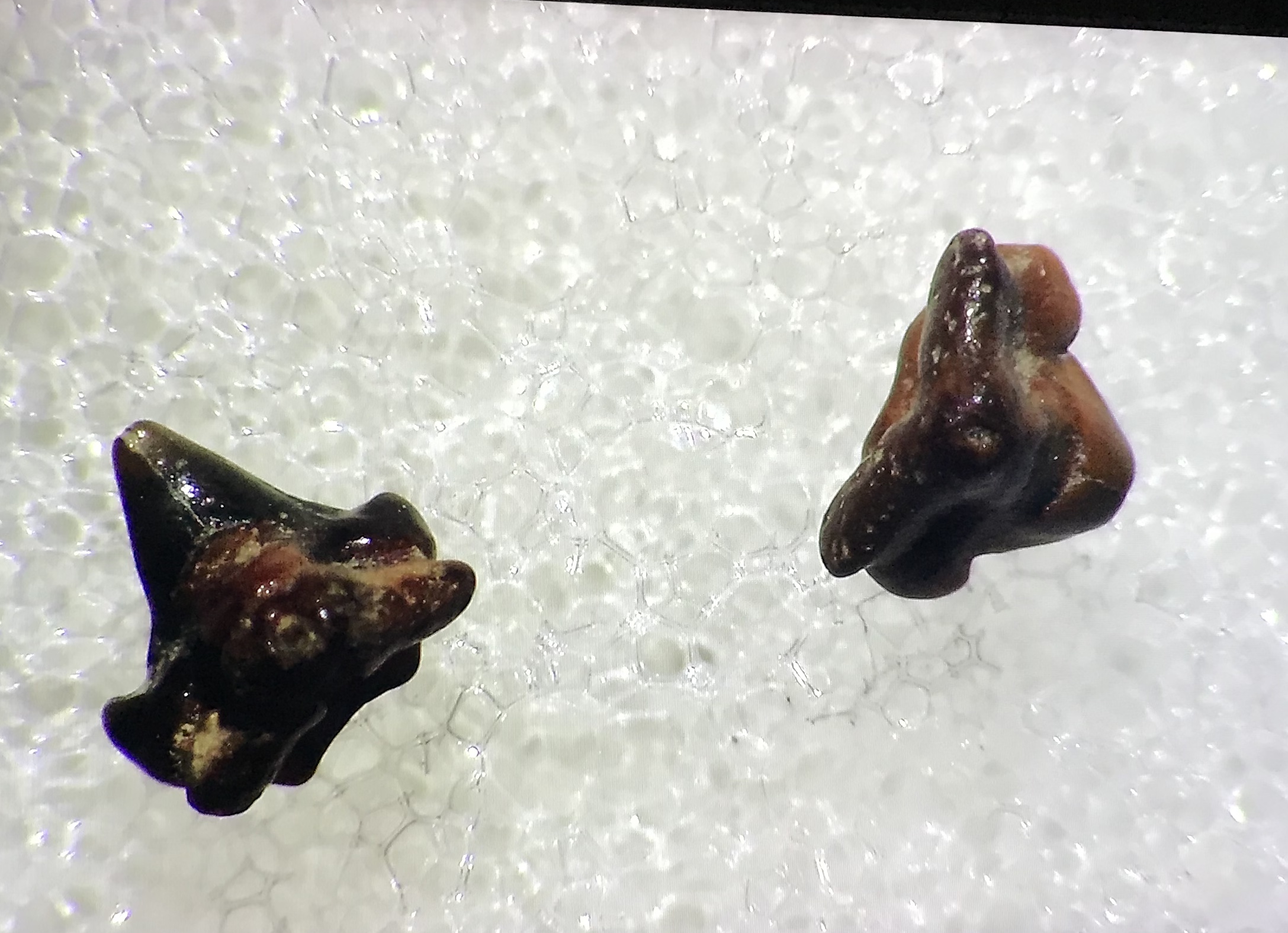 Cretaceous Orectolobiformes from Texas - Fossil ID - The Fossil Forum