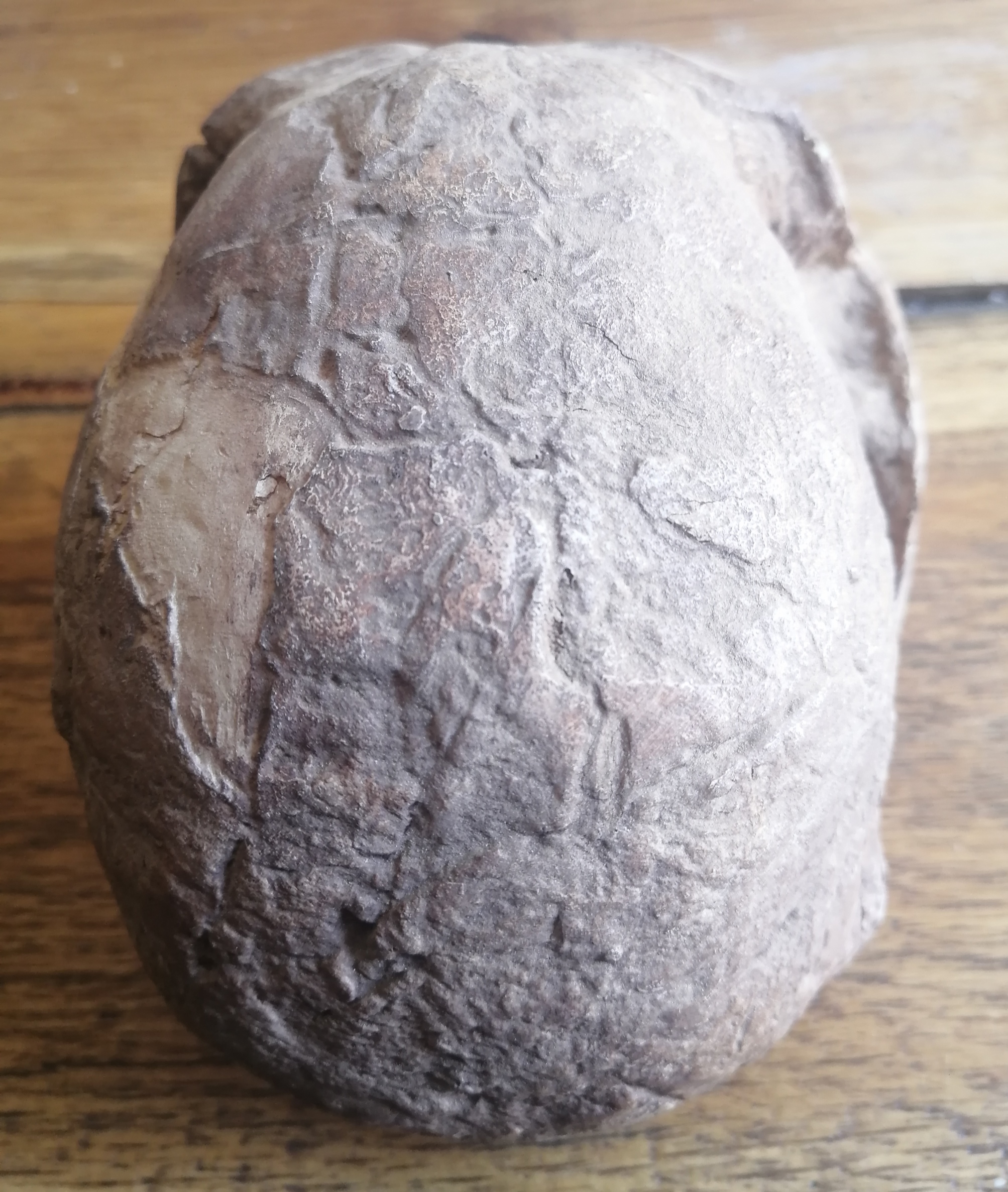 Australopithecus africanus Mrs. Ples - Paleo Re-creations - The Fossil ...