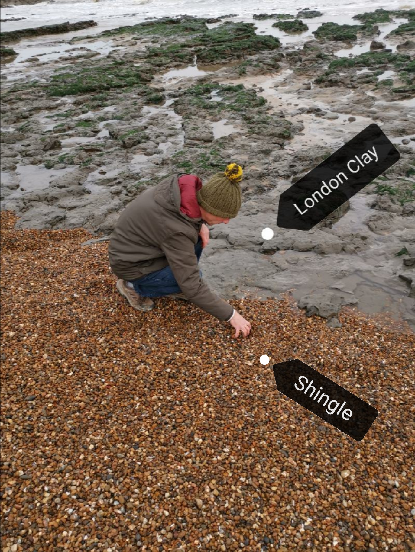 Shark teeth from Bawdsey in Suffolk, UK - Fossil ID - The Fossil Forum