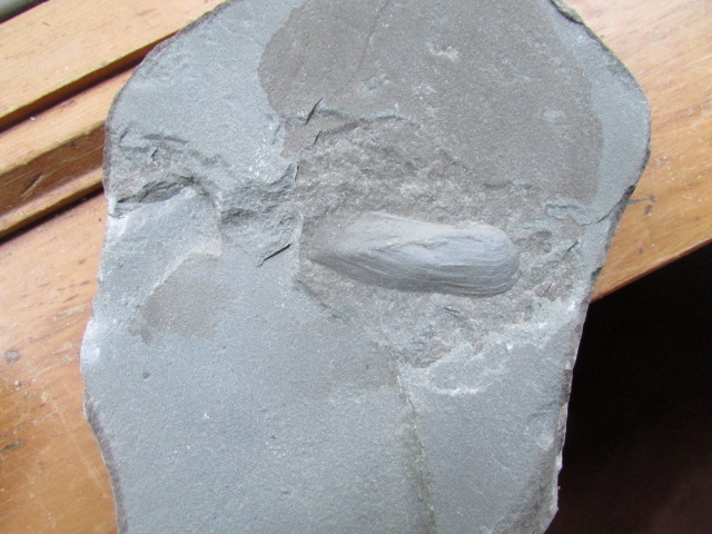 3 cool fossils from the creek today - Fossil Hunting Trips - The Fossil ...