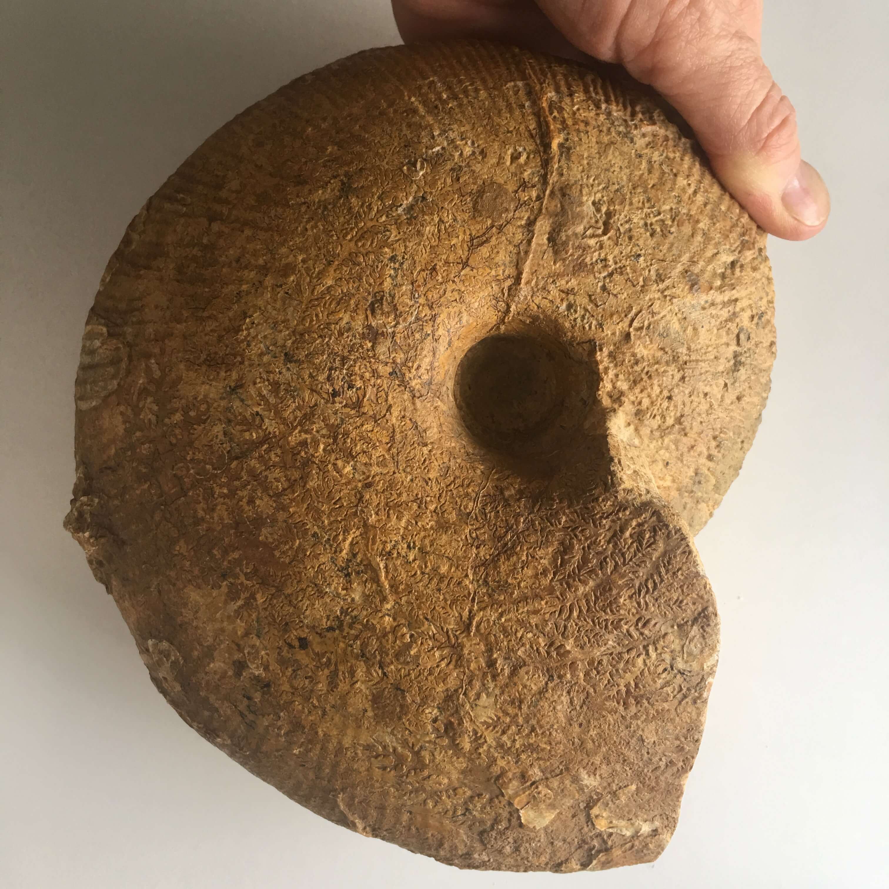 Ammonoid ID - Fossil ID - The Fossil Forum