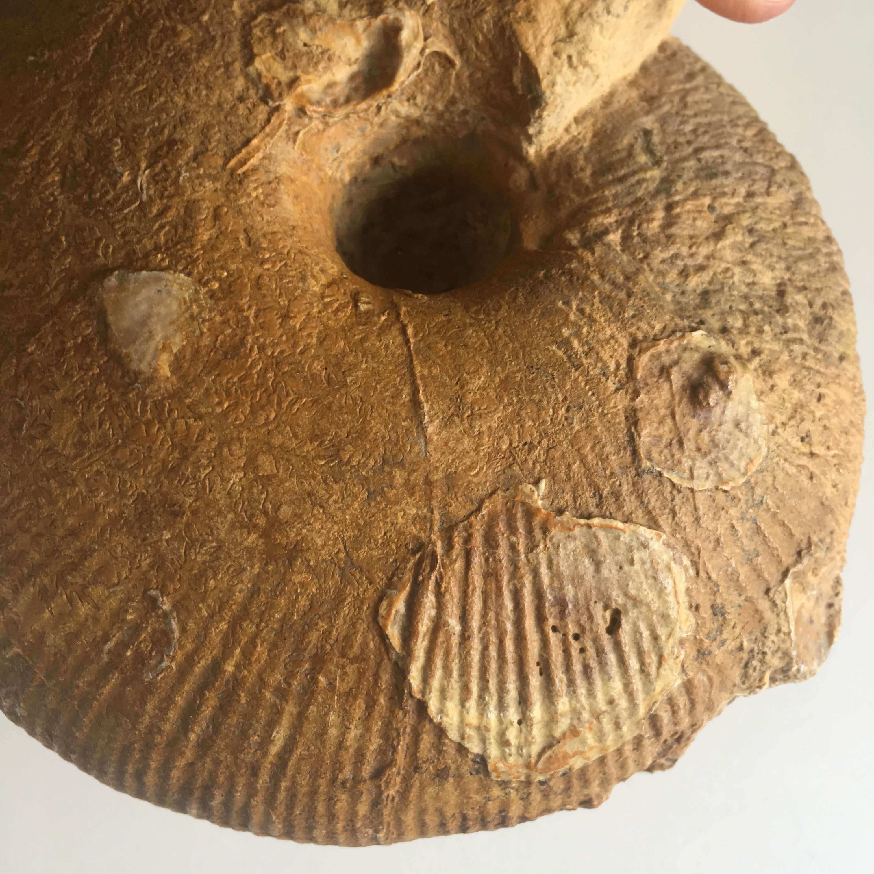 Ammonoid ID - Fossil ID - The Fossil Forum