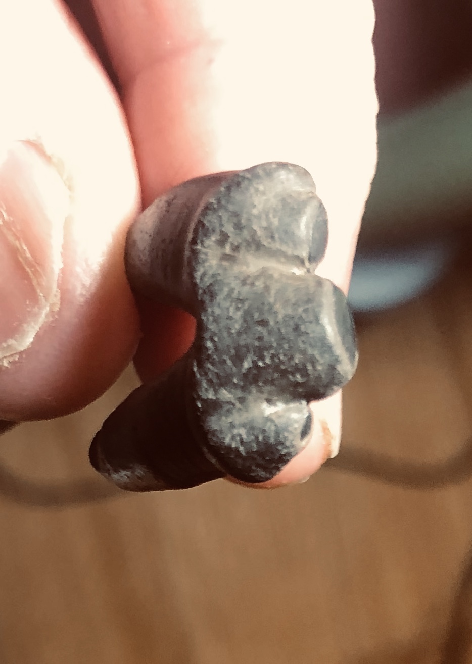 Predator tooth - Fossil ID - The Fossil Forum