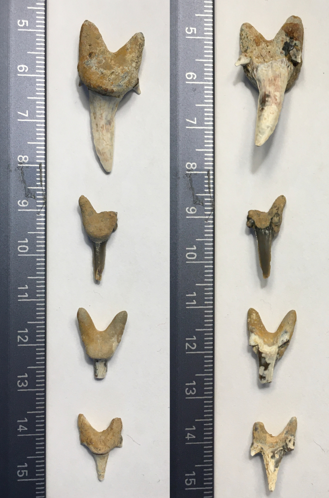 Cretaceous shark teeth IDs #1 - Fossil ID - The Fossil Forum