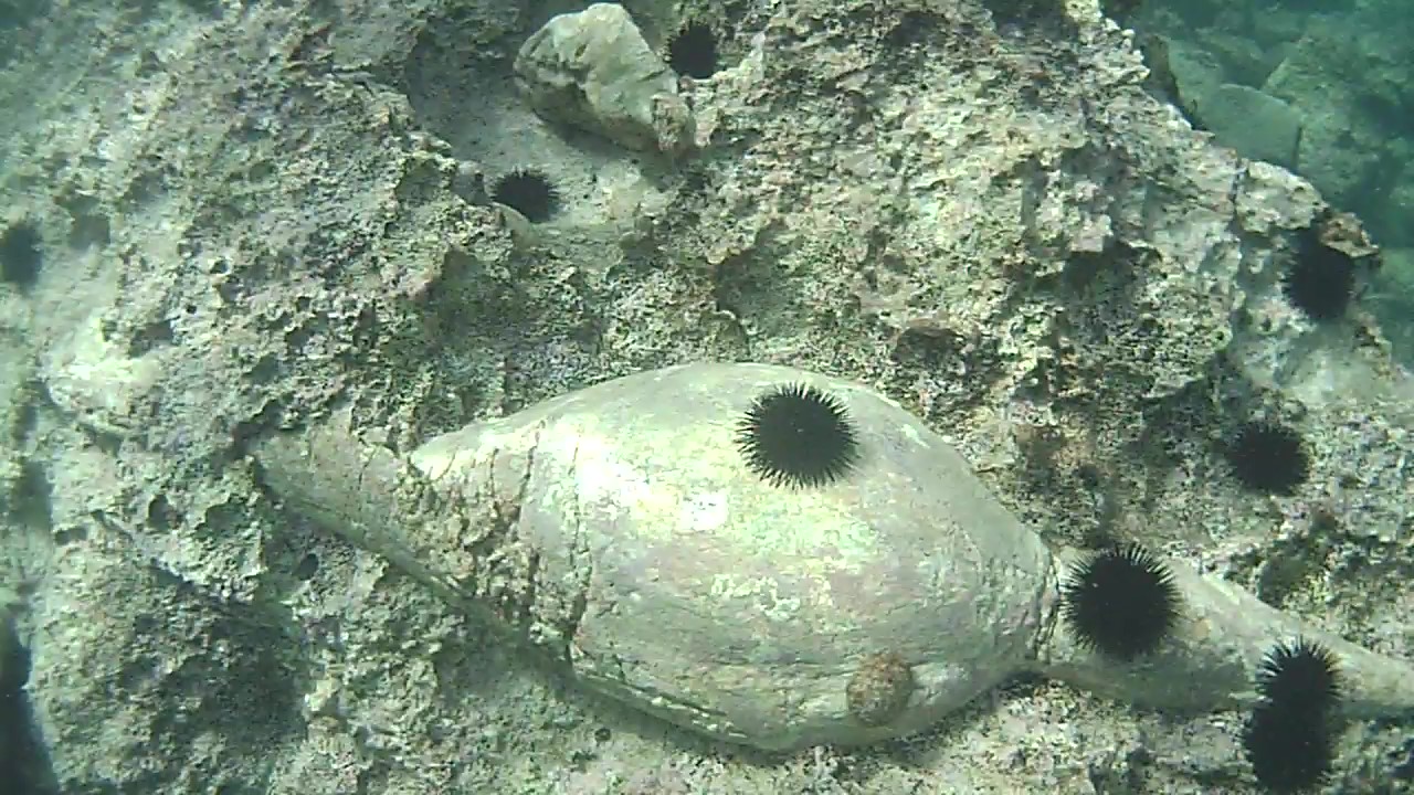 Petrified coconut? - Fossil ID - The Fossil Forum