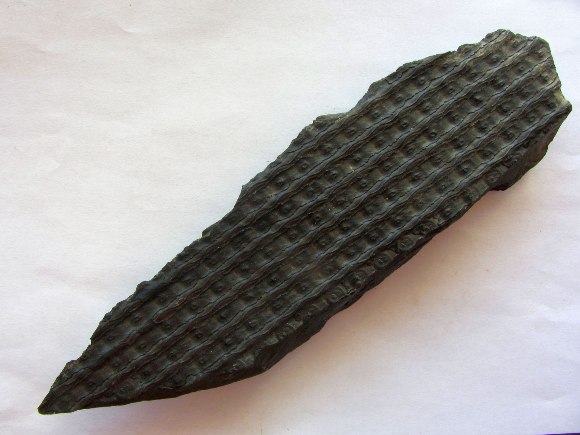 Show us your scale tree fossils. - Member Collections - The Fossil Forum