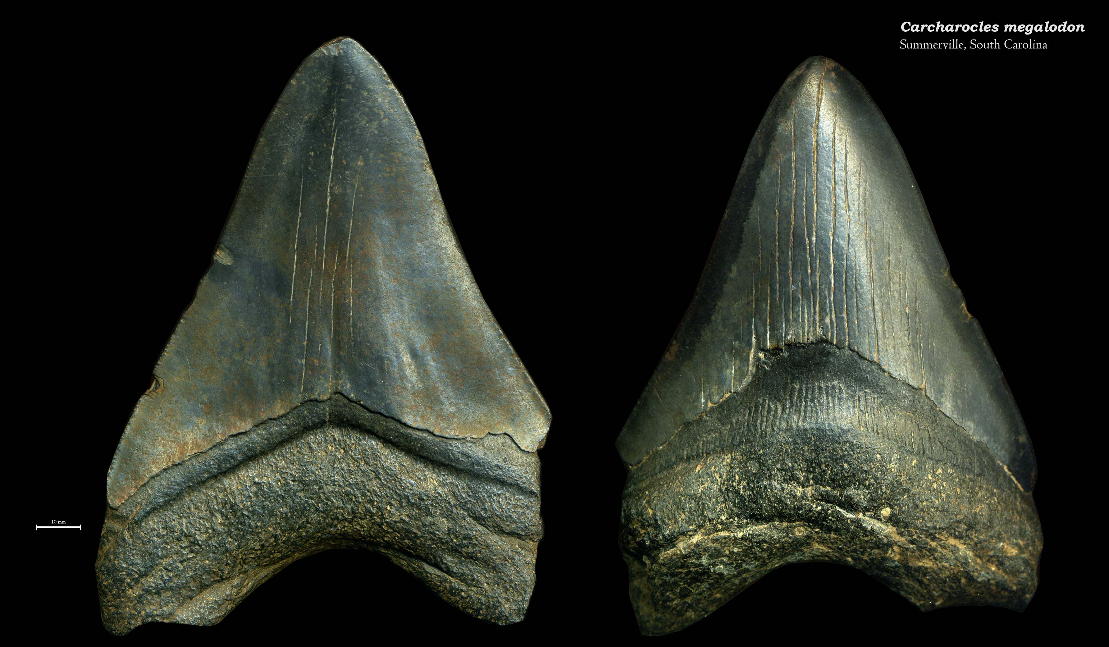 Is my megalodon tooth real or fake? - Is It Real? How to Recognize ...
