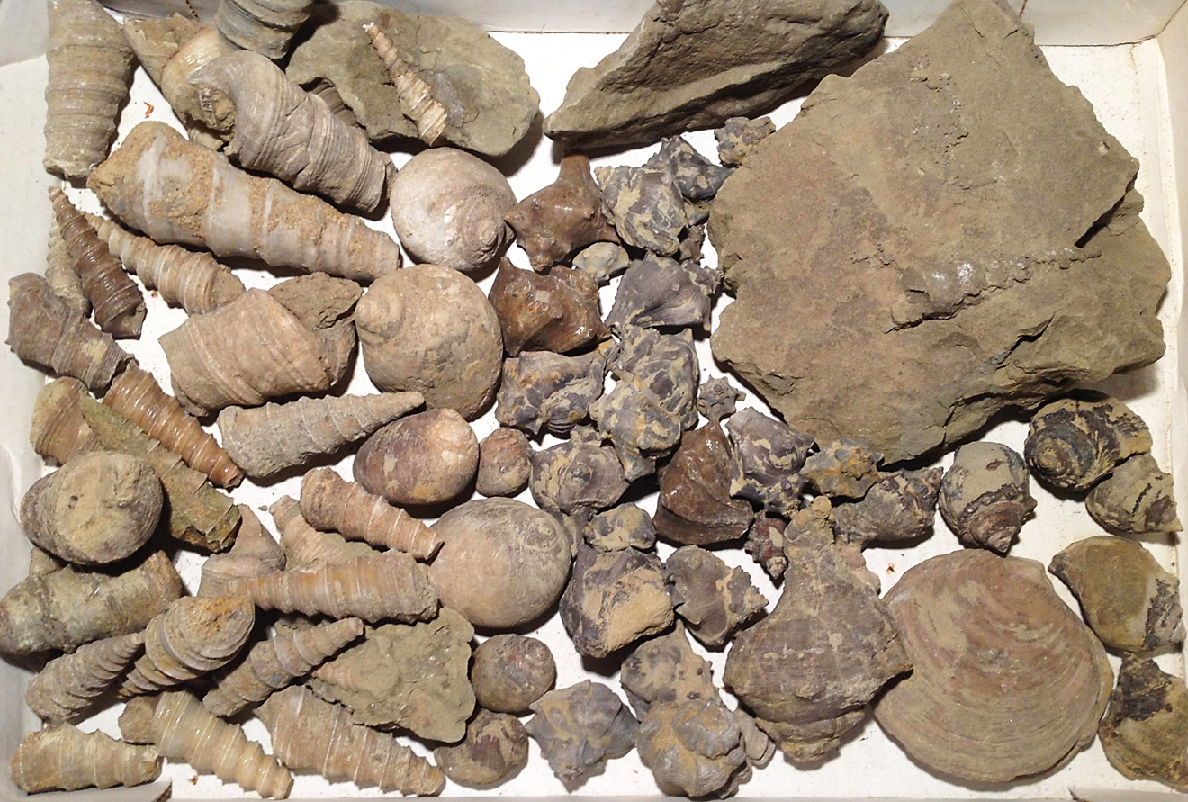 Topanga State Beach, California - Fossil ID - The Fossil Forum