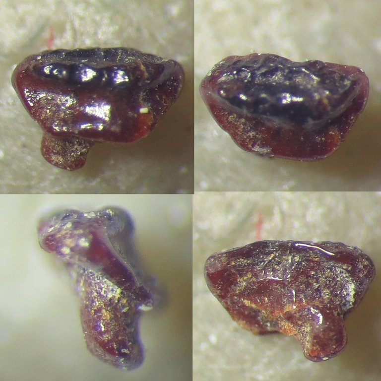 Dasyatis tooth? - Fossil ID - The Fossil Forum