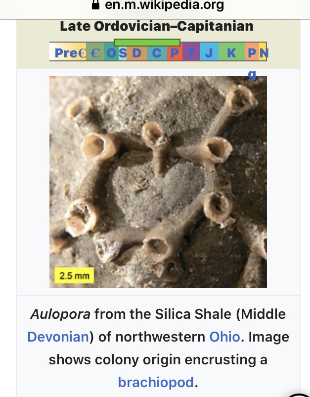 Tabulate coral ID - Syringopora or Aulopora? - Fossil ID - The Fossil Forum