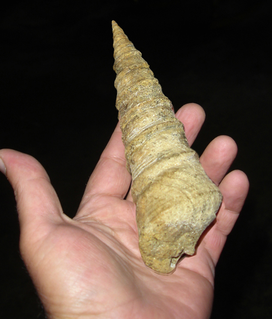 Topanga State Beach, California - Fossil ID - The Fossil Forum