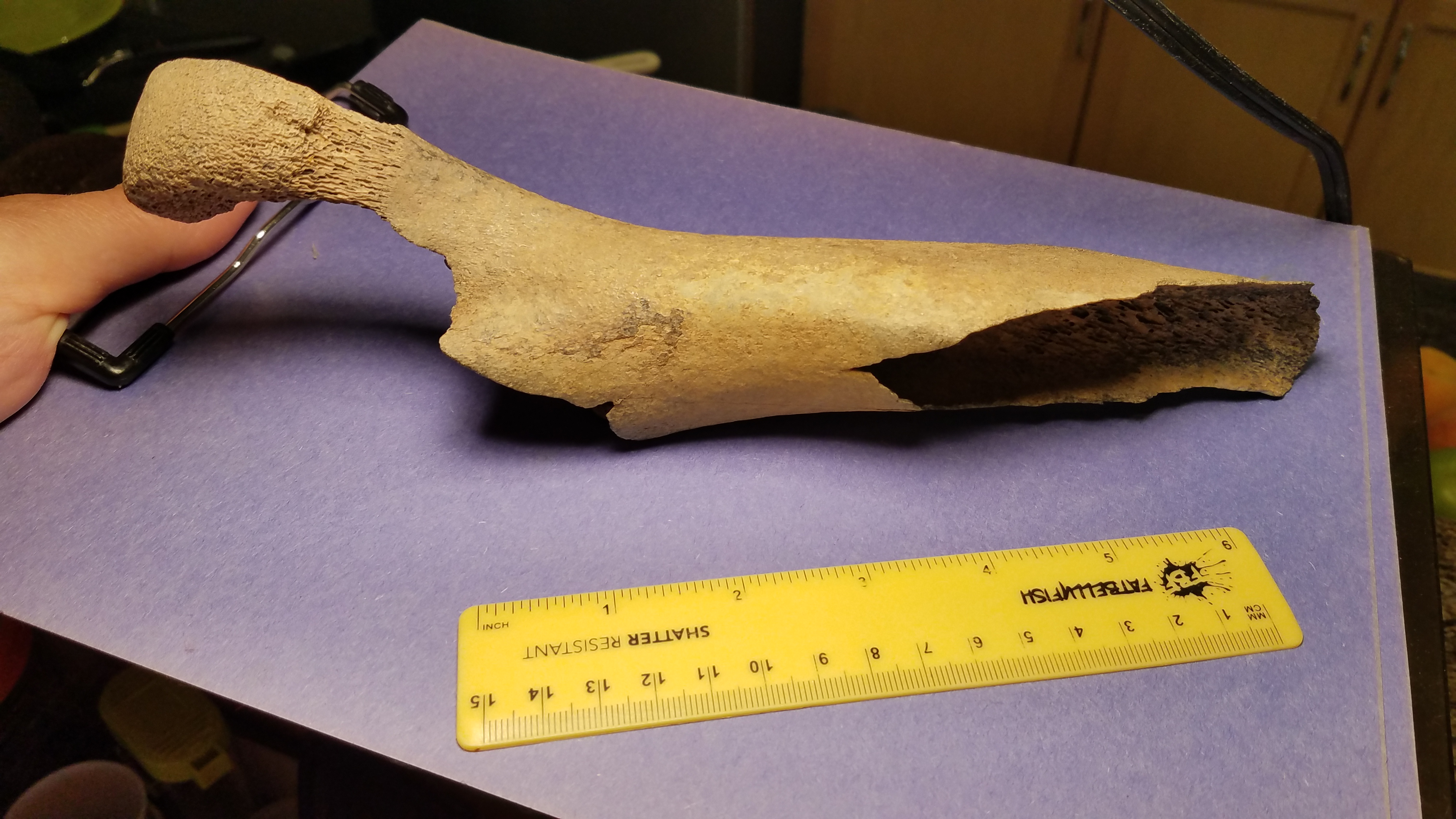 Weird Hollow Miocene? Bone - Calvert Cliffs - Fossil ID - The Fossil Forum