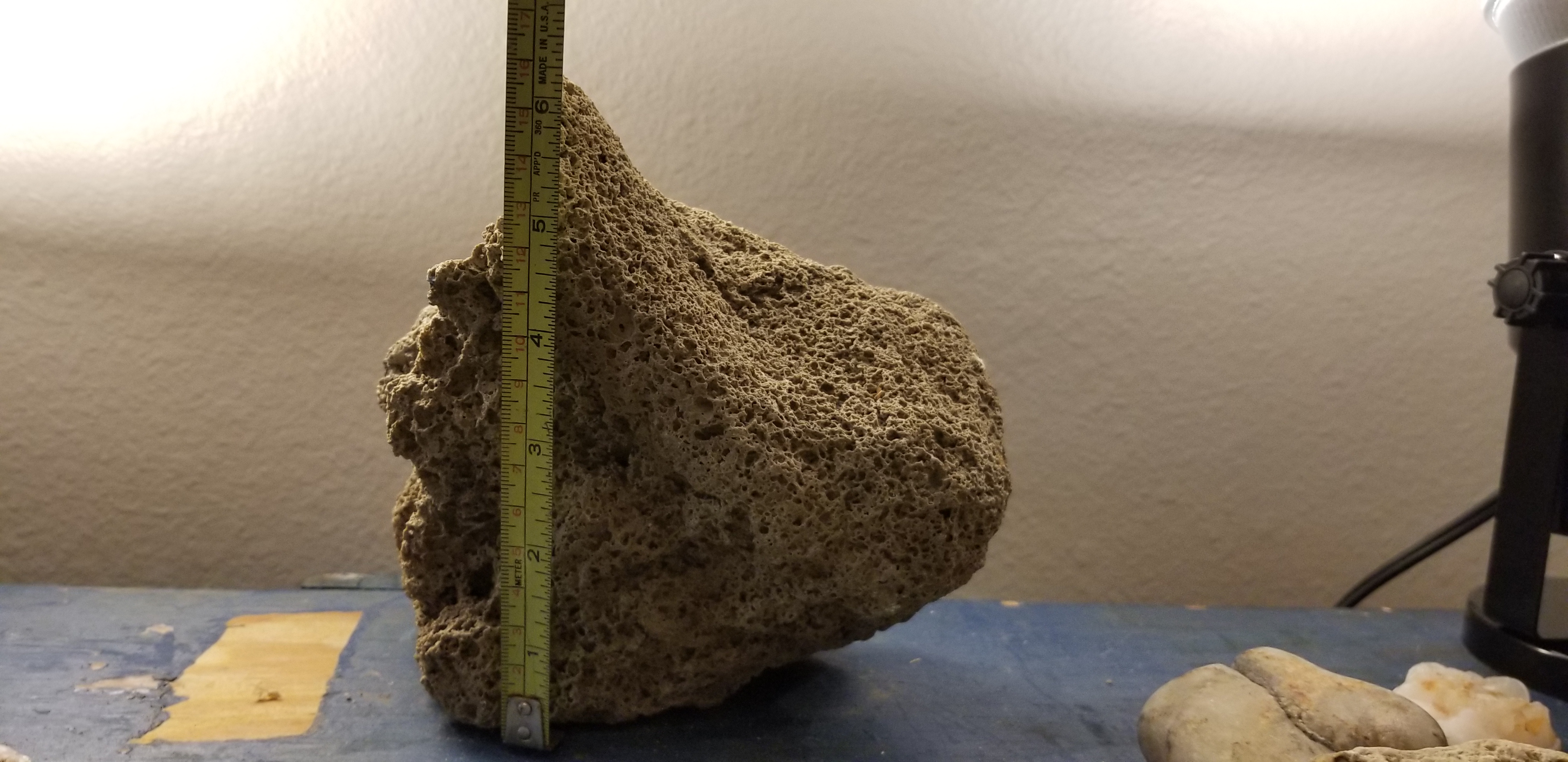 Is this a sponge, coral, or pumice? - Fossil ID - The Fossil Forum