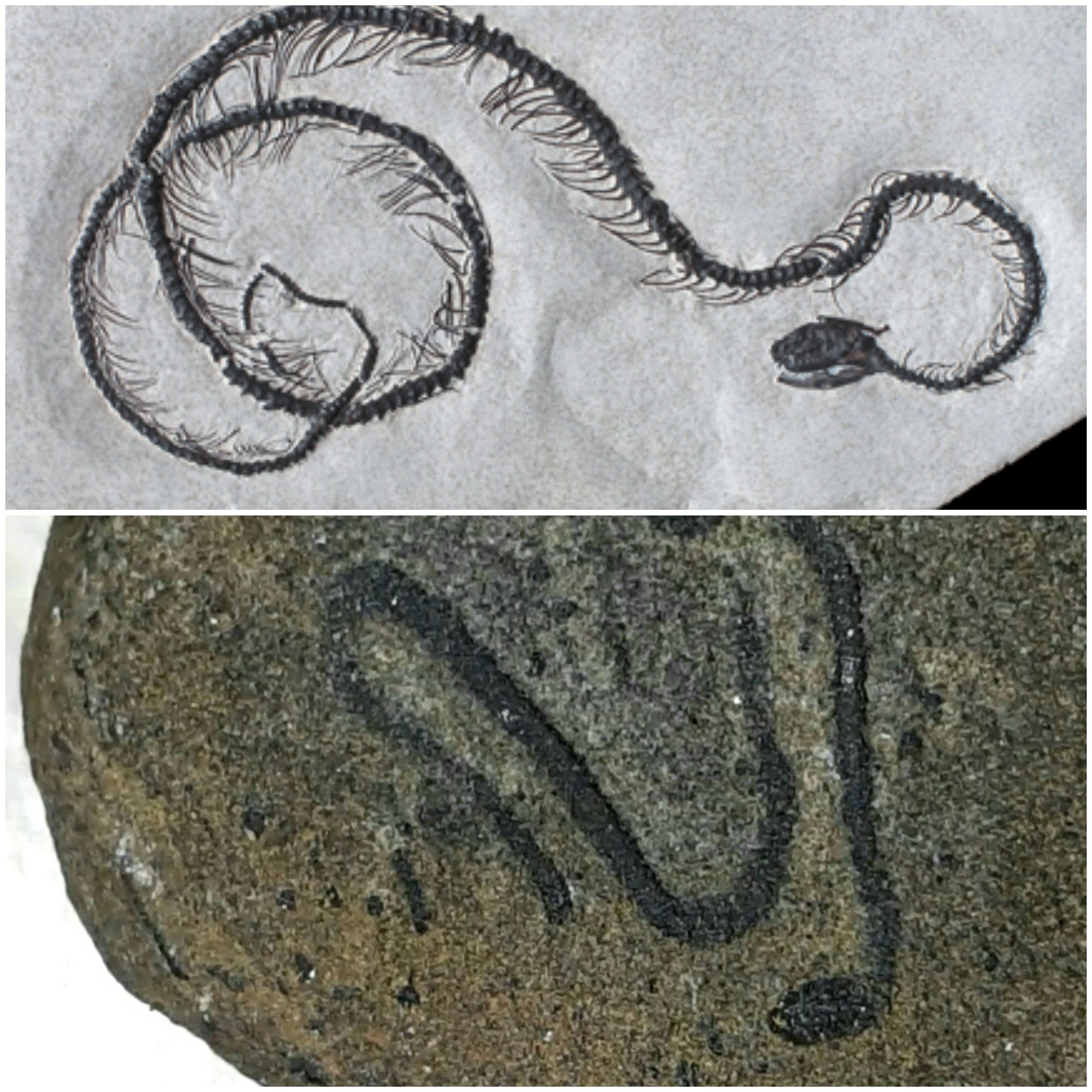 Fossil snake or worm? - Fossil ID - The Fossil Forum