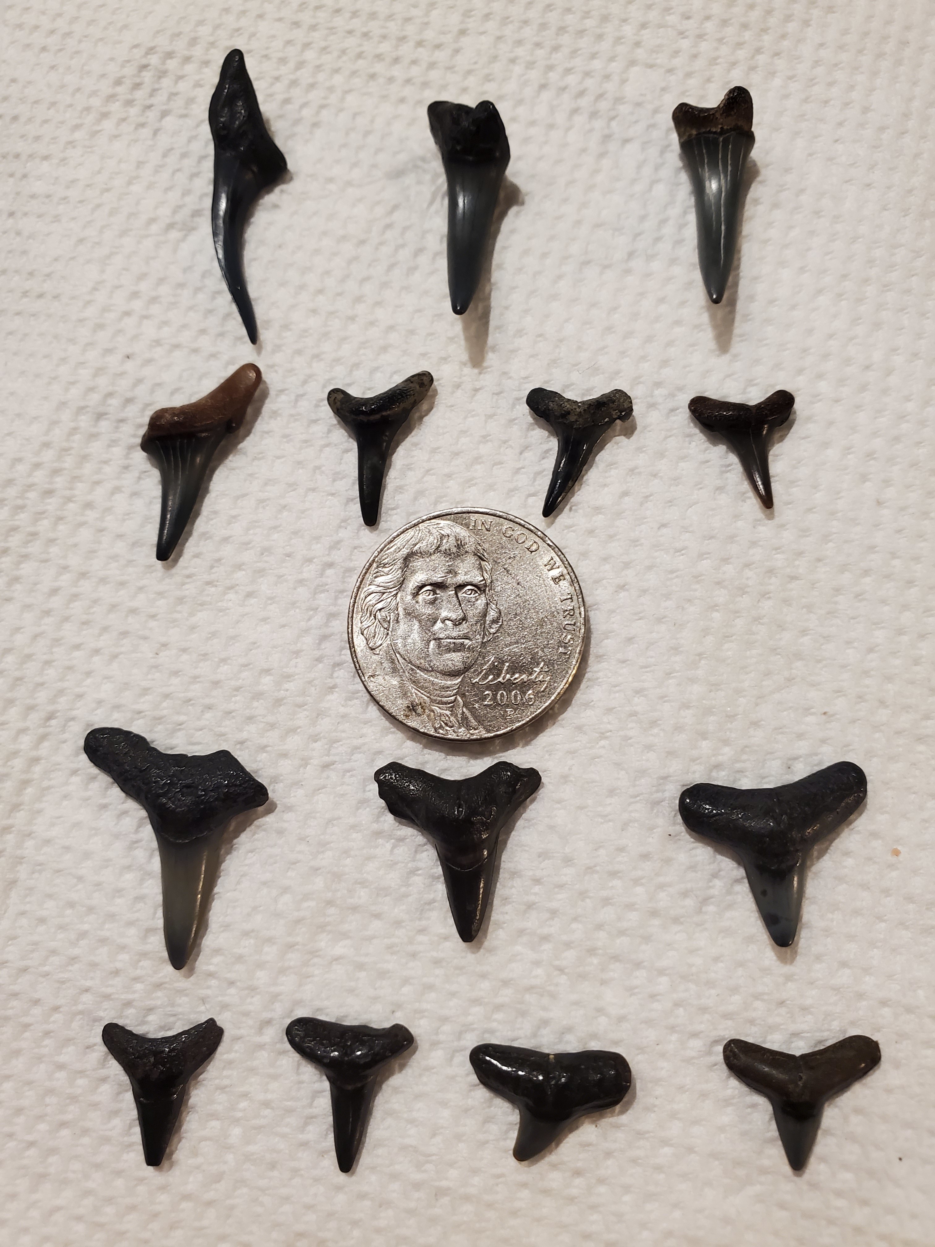 Shark Tooth ID - Florida - Fossil ID - The Fossil Forum
