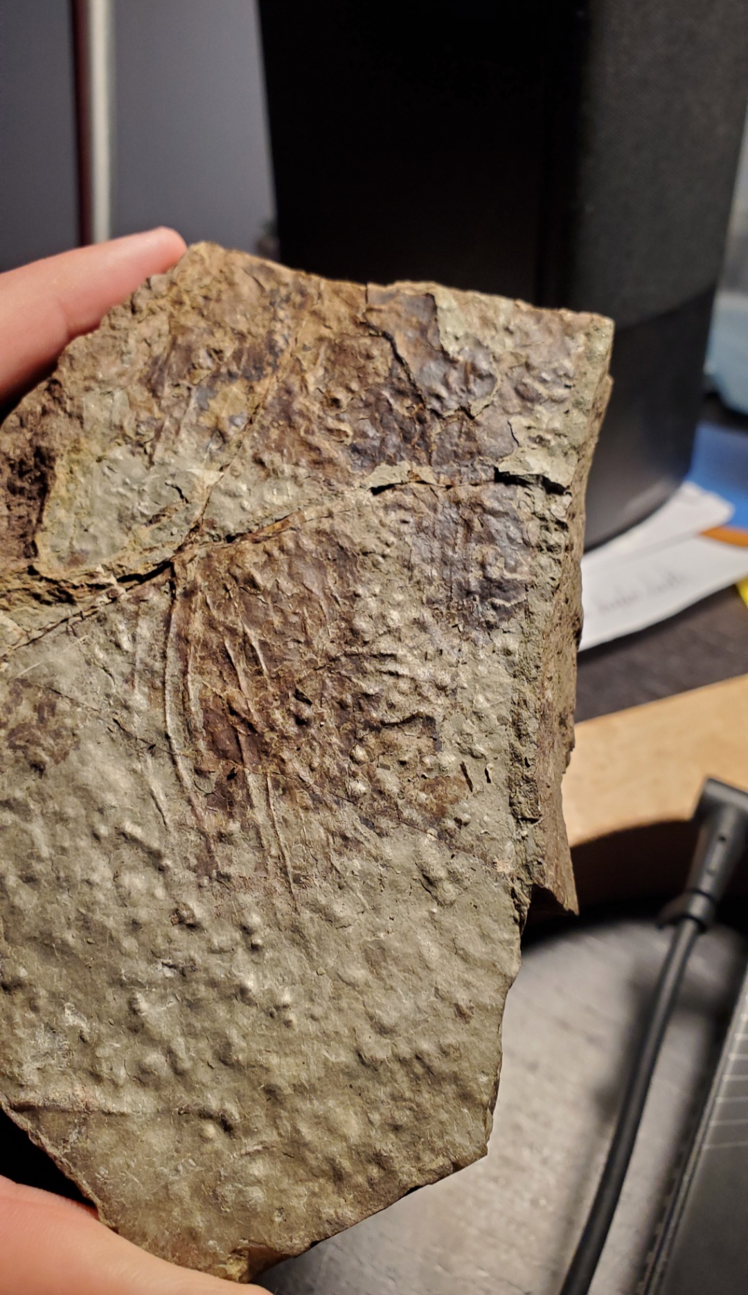 Triassic Wing Ribs or Sedimentary Trace? - Fossil ID - The Fossil Forum