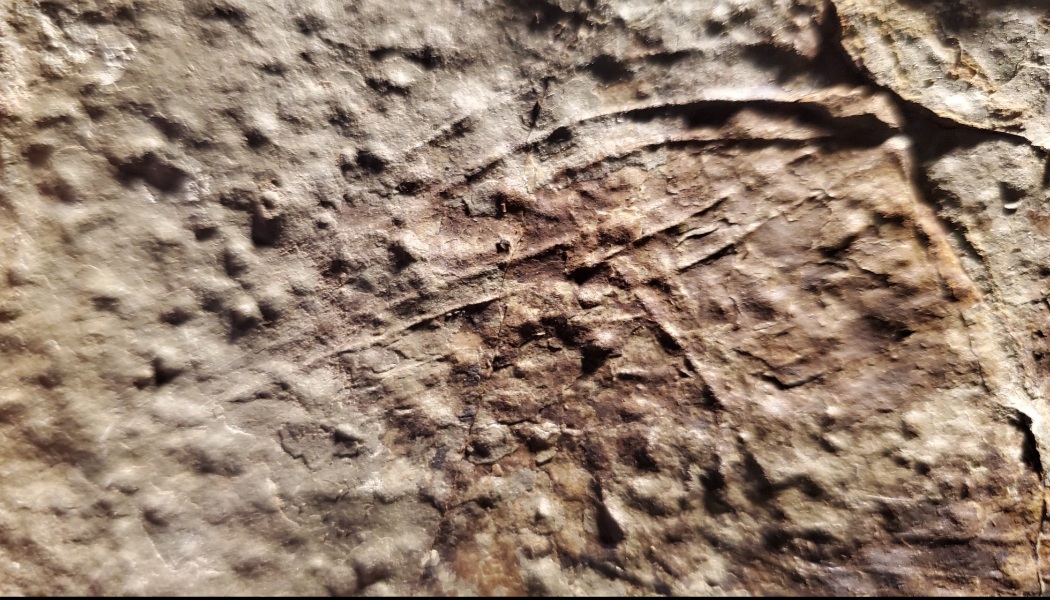 Triassic Wing Ribs or Sedimentary Trace? - Fossil ID - The Fossil Forum