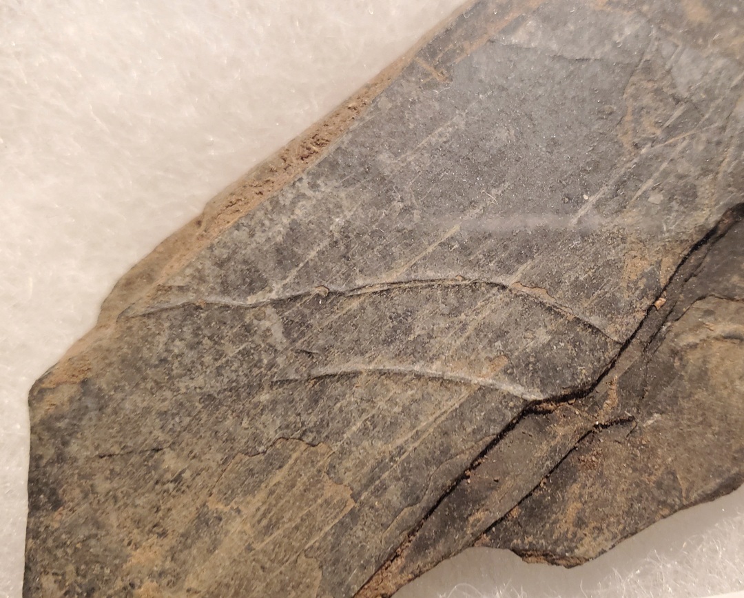 Triassic Wing Ribs or Sedimentary Trace? - Fossil ID - The Fossil Forum